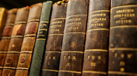 Amator Writer Noob Lvl Medium