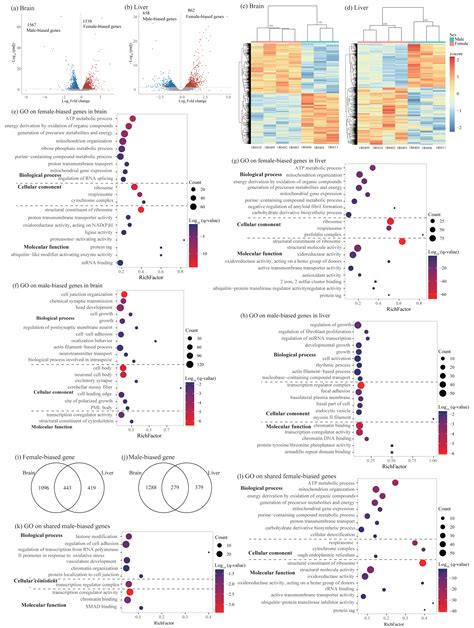 Sex Differences In Gene Expression And Alternative Splicing In The