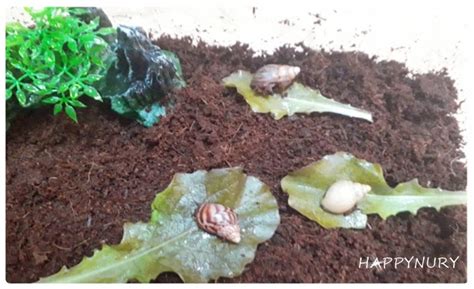 금와 달팽이 키우기 코코피트 흙 갈아 주는 방법 네이버 블로그