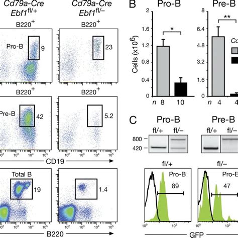 Nonredundant Functions Of Ebf1 And Pax5 In Early B Cell Development Download Scientific
