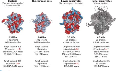 Figure 1 From High Resolution Structure Of The Eukaryotic 80s Ribosome