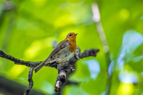 Червеношийка Author Dimitar Iliev Commanderkeen Photo Forum