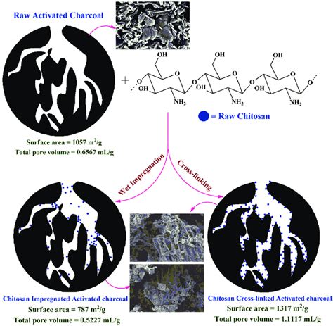 Pictorial Representation Of Cross Linked And Impregnated Chitosan Ac