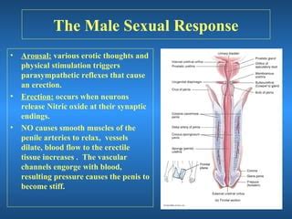 General Anatomy Of The Male Reproductive System Ppt