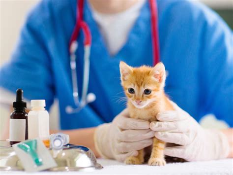 5 Ways To Up Your Game As A Responsible Cat Owner Predator Free Nz Trust