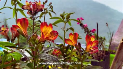 Offbeat Track In North Bengal Majua Homestay All Details 🅳🅰🆁🅹🅴🅴🅻🅸🅽🅶