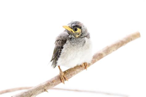 흰색 바탕에 아기 시끄러운 광부의의 근접 촬영 호주 토착 새입니다 0명에 대한 스톡 사진 및 기타 이미지 0명 광산업자 깃털 Istock