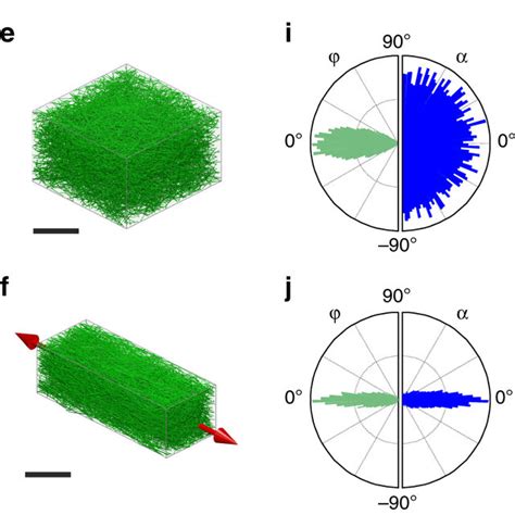 Kinematics Of Collagen Fiber Networks A B Multiphoton Microscopy Download Scientific Diagram
