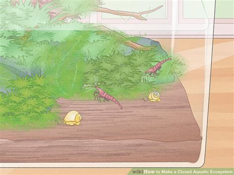 7 Ways To Make A Closed Aquatic Ecosystem WikiHow