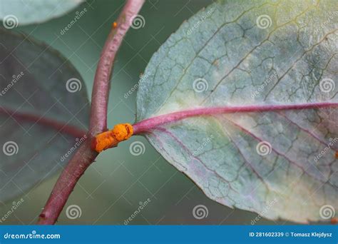 Rose Rust Symptoms Of Fungal Disease Of Roses In Form Of Yellow Spots