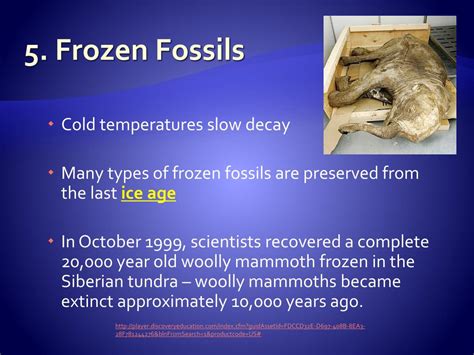 Ppt The Rock And Fossil Record Powerpoint Presentation Free Download Id 2357534