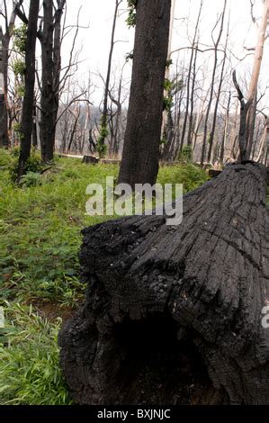Fire Damaged Trees And Bush Showing New Growth A Year After A Bushfire Stock Photo Alamy