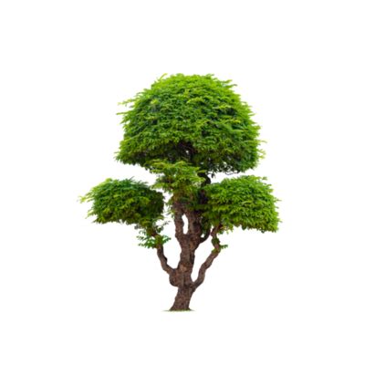 Tree Transparent Background PNGs For Free Download