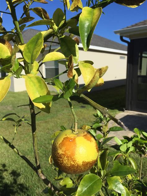 my citrus tree has these brownish spots on the fruit and leaves can