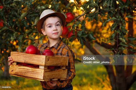 정원에서 빨간 사과로 가득 찬 상자를 들고있는 아이 소년 과수원에 대한 스톡 사진 및 기타 이미지 과수원 일몰 4 5세 Istock