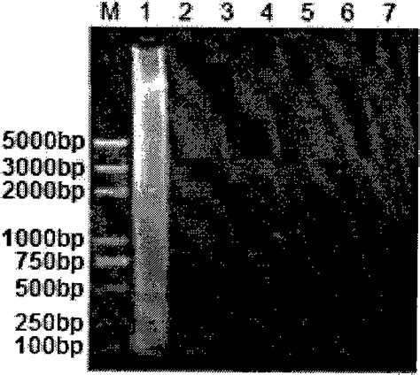 Loop Mediated Isothermal Amplification Detection Method Of E Wenyoni Eureka Patsnap