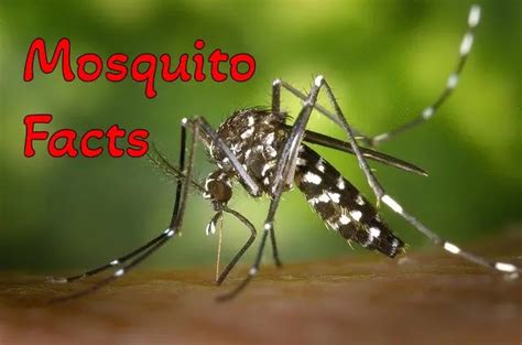 80 Unbelievable Facts About Mosquito In Hindi