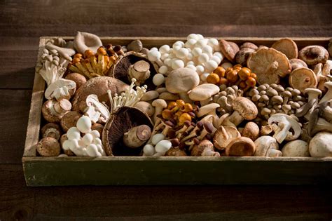 Learn Mushroom Basics Mushrooms 101