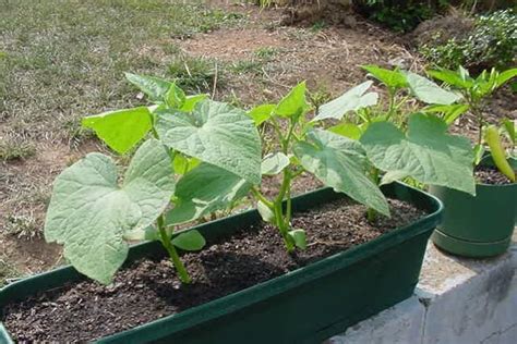 Как вырастить рассаду огурцов в домашних условиях