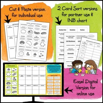 Card Sort Activity Cell Structures And Functions By The Skye World Science