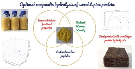 Optimal Enzymatic Hydrolysis Of Sweet Lupine Protein Towards Food
