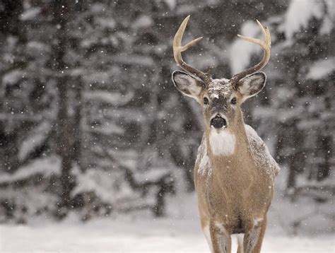 What Is The Habitat Of The White Tailed Deer