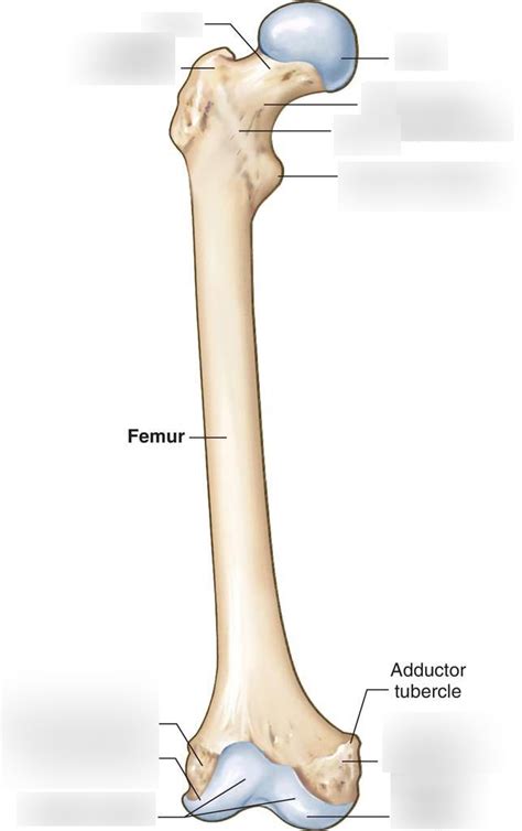 Lab Practical 3 Femur Diagram Quizlet Lab Practical 3 Femur Diagram Quizlet