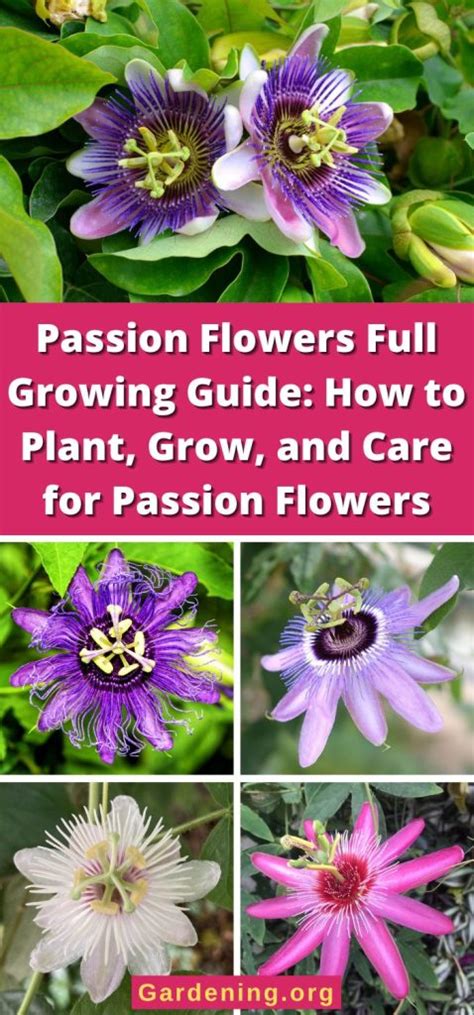 Passion Flowers Full Growing Guide Plant Grow And Care Gardening