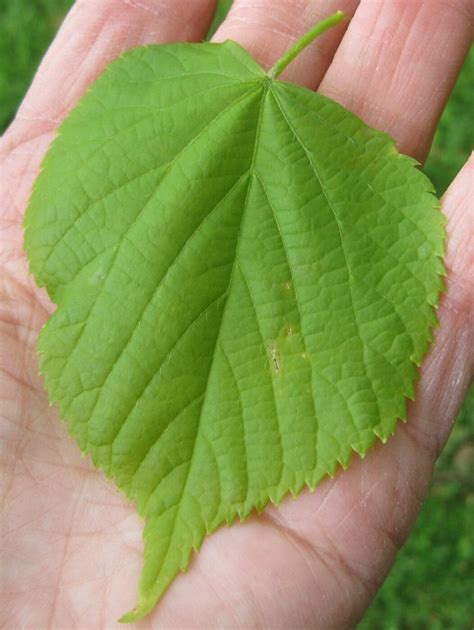 Leaf Heart Shaped Tree Guide Uk Tree Id By Heart Shaped Leaves