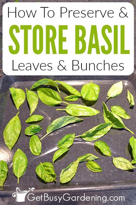 Storing Fresh Basil Leaves Best Ways To Preserve