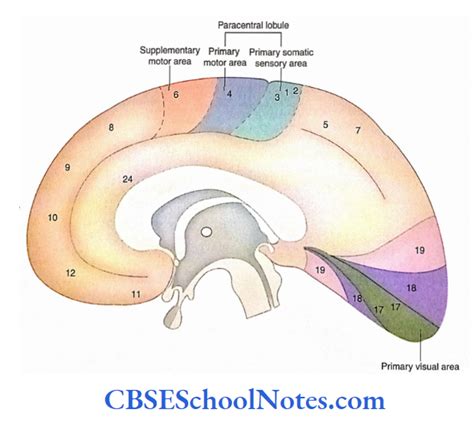 Functional Cerebral Areas Of Cerebral Cortex Notes Cbse School Notes
