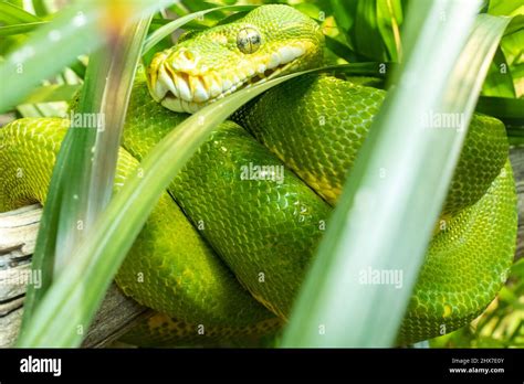 Green Tree Python Papua New Guinea Stock Photo Alamy