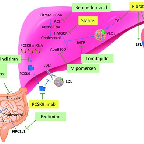 Sites And Targets Of Lipid Lowering Therapies Diagram Of The
