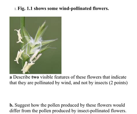 1 Fig 11 Shows Some Wind Pollinated Flowers A Describe Two