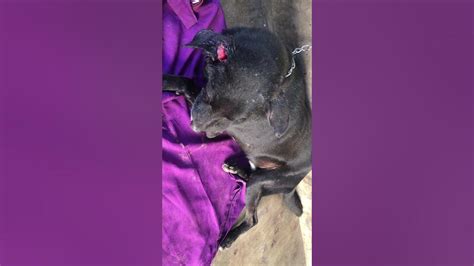 සංවේදී අය බලන්න එපා එයා කොච්චර අමාරුවෙන් හිටියත් මාව දකින හැම වෙලාවෙම නැට්ට වනලා ආදරෙයි