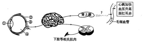 下列属于人类特有的条件反射是( 下列属于人类特有的条件反射是(