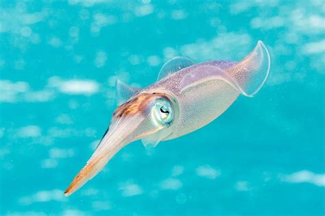 Squid In Ocean