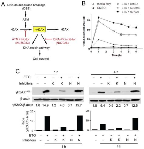 Validation Of The Assay System Using Dna Damage Response Ddr Download Scientific Diagram