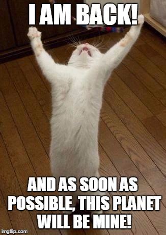 Praising Cat Imgflip