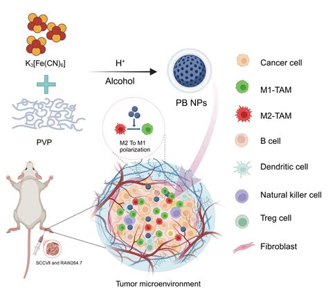 Comprehensive Analysis Of Tumor Microenvironment And Pd L1 Expression Blctt