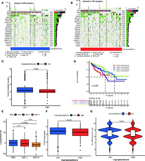Relationship Of Cuproptosis Patterns With Tumor Somatic Mutation And