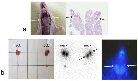 Cervical Lymph Nodes Mouse