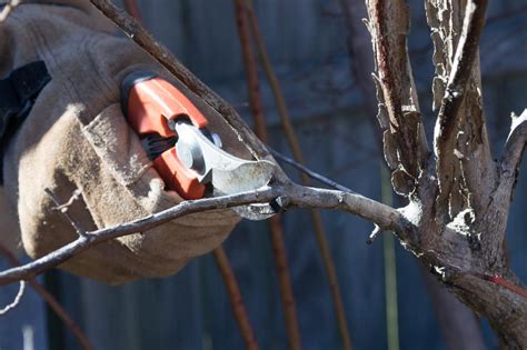 Pruning Mistakes And How To Avoid Them HGTV