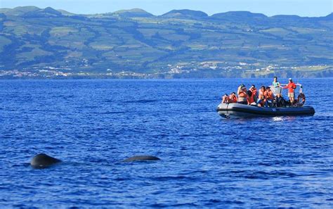 Dolphin And Whale Watching In Azores