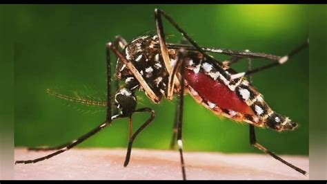 ডেঙ্গু মশা কিভাবে চিনবে Youtube