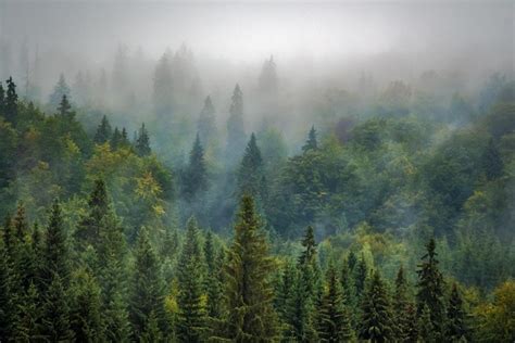 100 000 Free Forest And Nature Images Pixabay