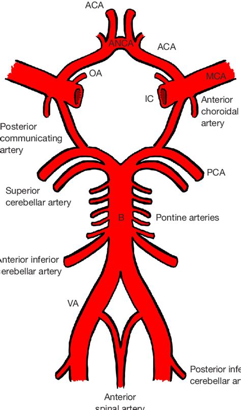 Anatomy Of Cerebral Arteries
