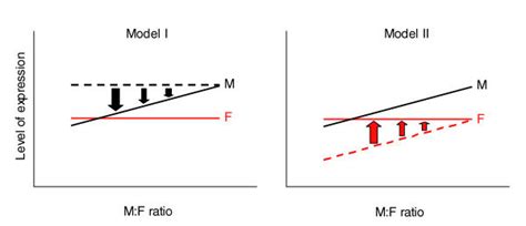 Models Of Sex Specific Mechanisms Of Dosage Compensation Download Scientific Diagram