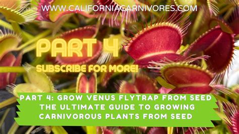 How To Grow Carnivorous Plants From Seeds At Angel Santucci Blog