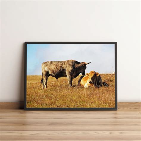 Quadro Vaca E Boi Em Pasto De Fazenda 66 Elo7
